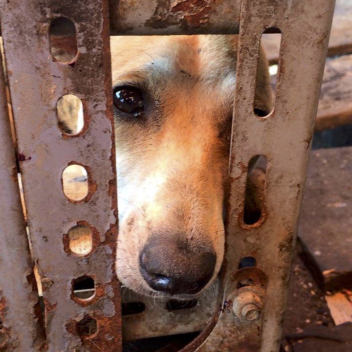 Fight Dog Meat – www.FightDogMeat.com