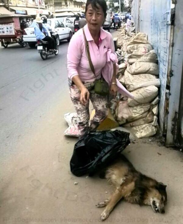 Cambodia: Dead Street Dog For Dog Meat - January 2024