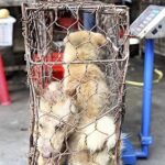 Fight Dog Meat – www.FightDogMeat.com