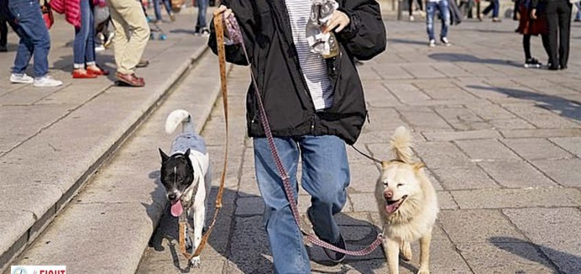 China: No Dogs Outside In Yunaan - November 2020