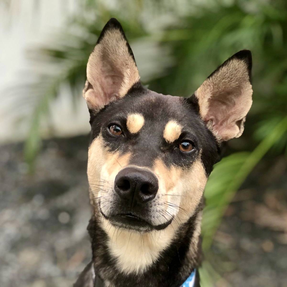 Fight Dog Meat - We're Making A Kinder Place For Animals