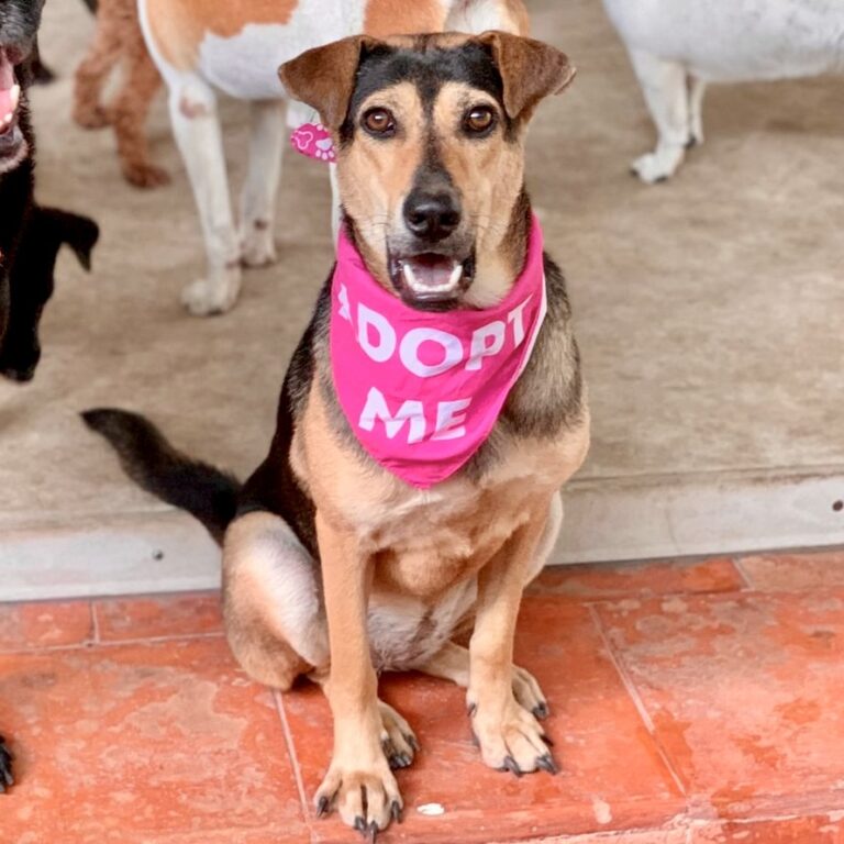 Fight Dog Meat – Rescues and rehabs Animals in Critical Need.