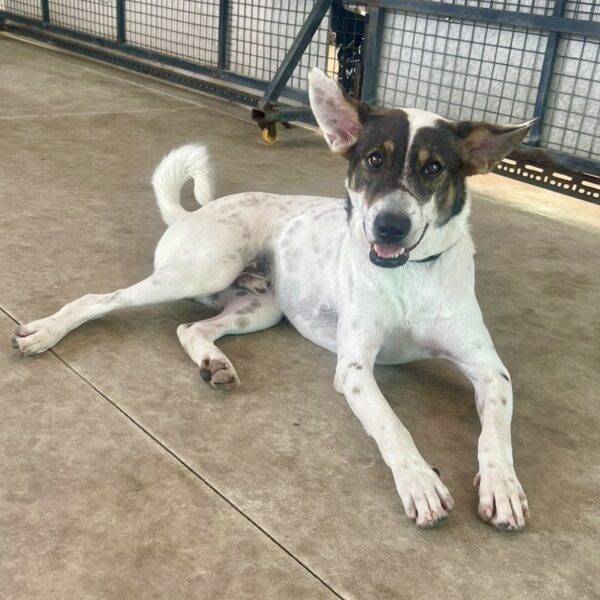 Fight Dog Meat - We're Making A Kinder Place For Animals