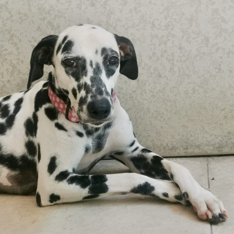 Fight Dog Meat – Rescues and rehabs Animals in Critical Need.