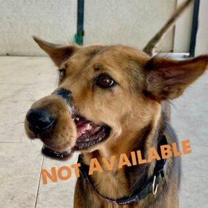 Fight Dog Meat – Rescues and rehabs Animals in Critical Need.