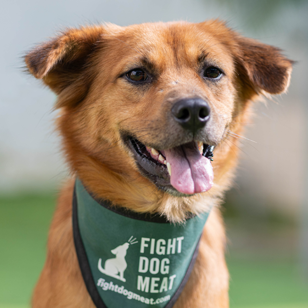 Fight Dog Meat - We're Making A Kinder Place For Animals