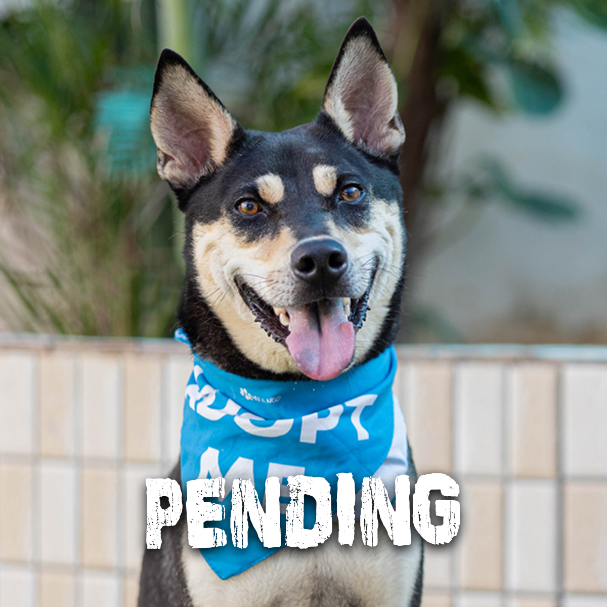 Fight Dog Meat - We're Making A Kinder Place For Animals