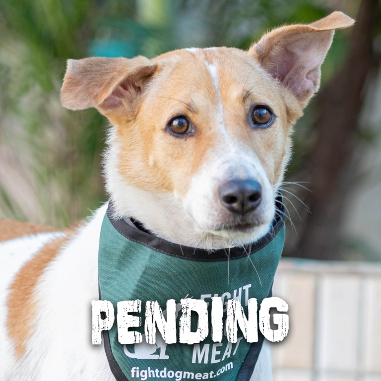 Fight Dog Meat - We're Making A Kinder Place For Animals