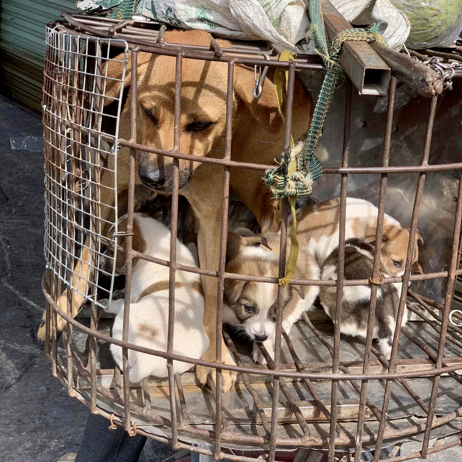 Vietnam's Step Forward - Fight Dog Meat