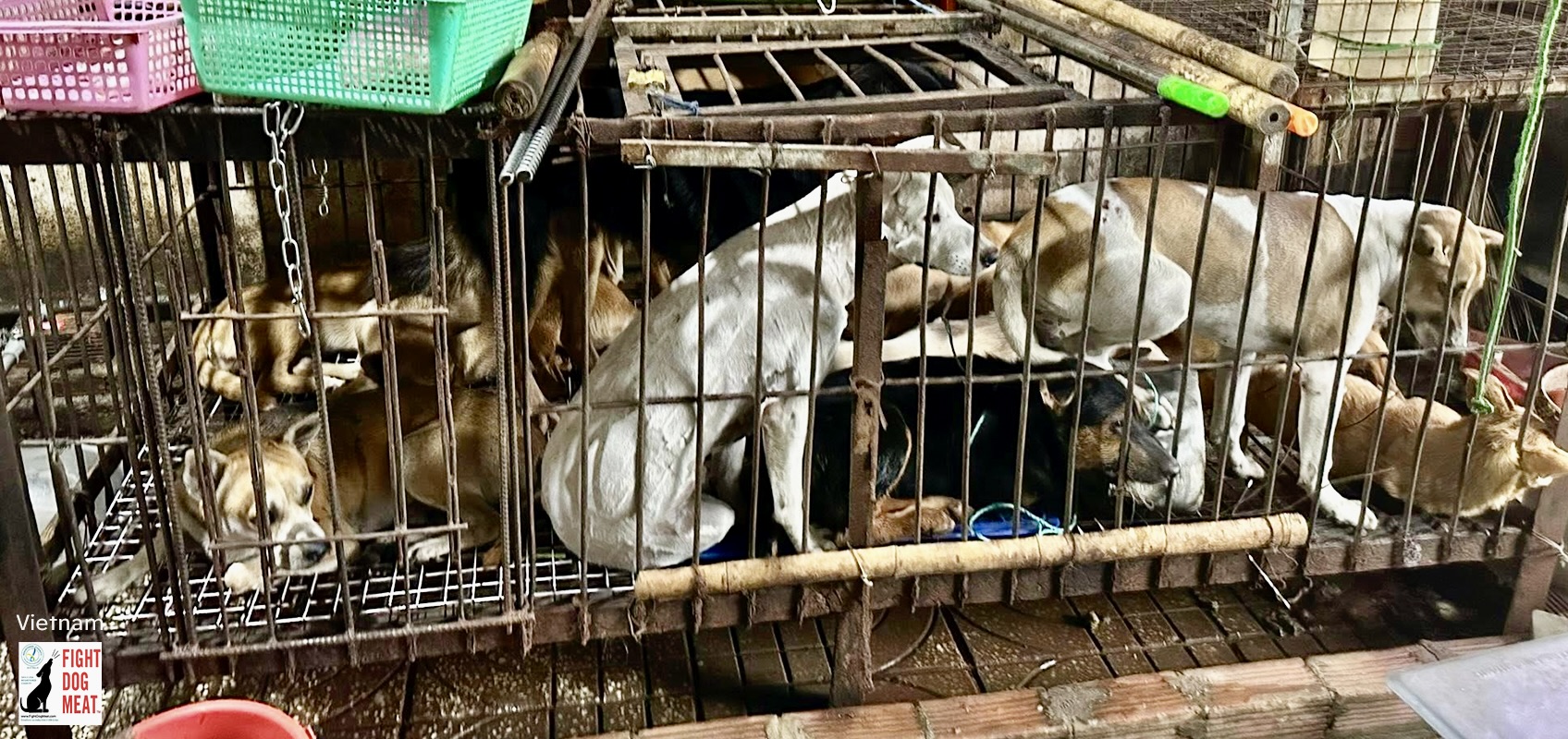 Vietnam: Dog Meat Market - Fight Dog Meat