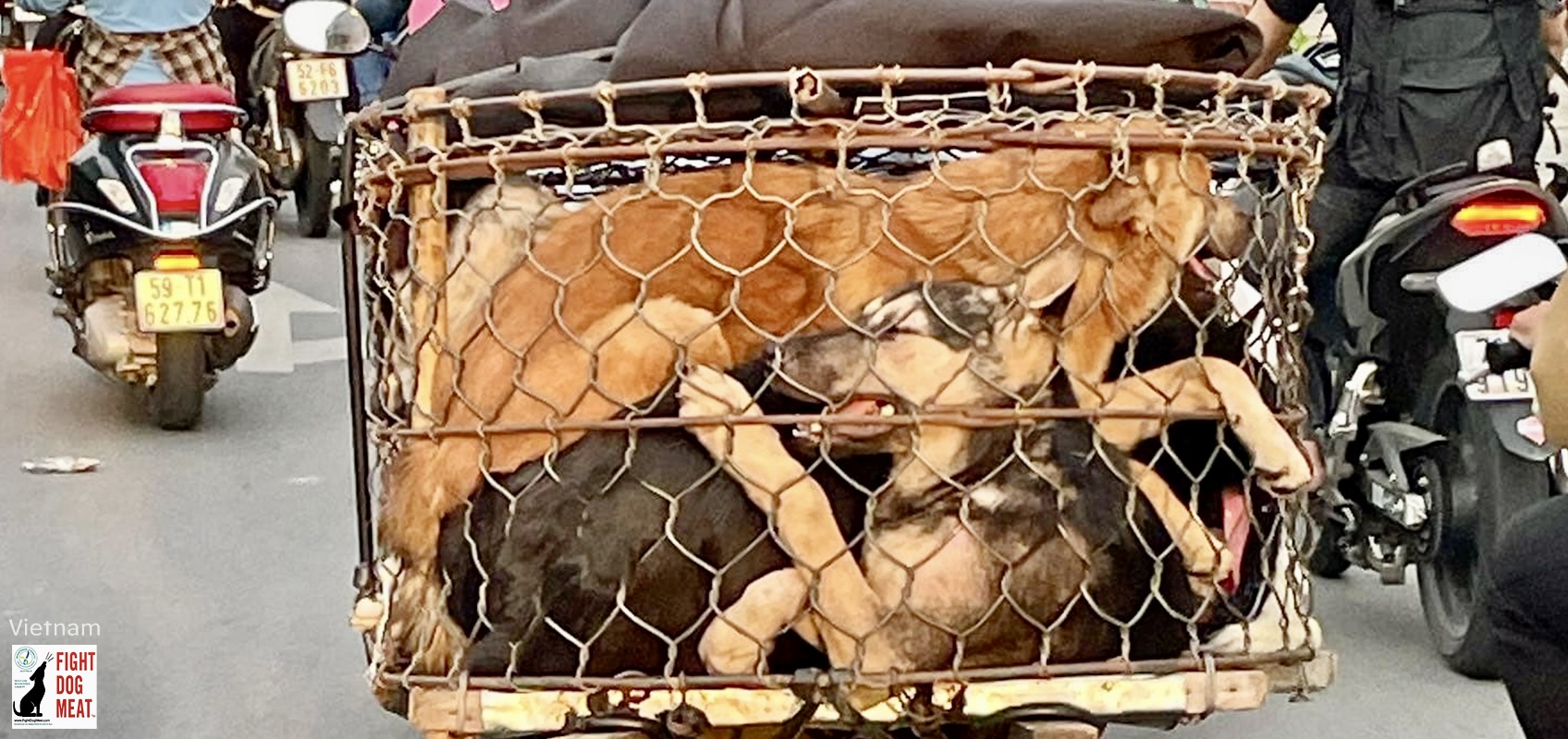 Vietnam's Step Forward - Fight Dog Meat